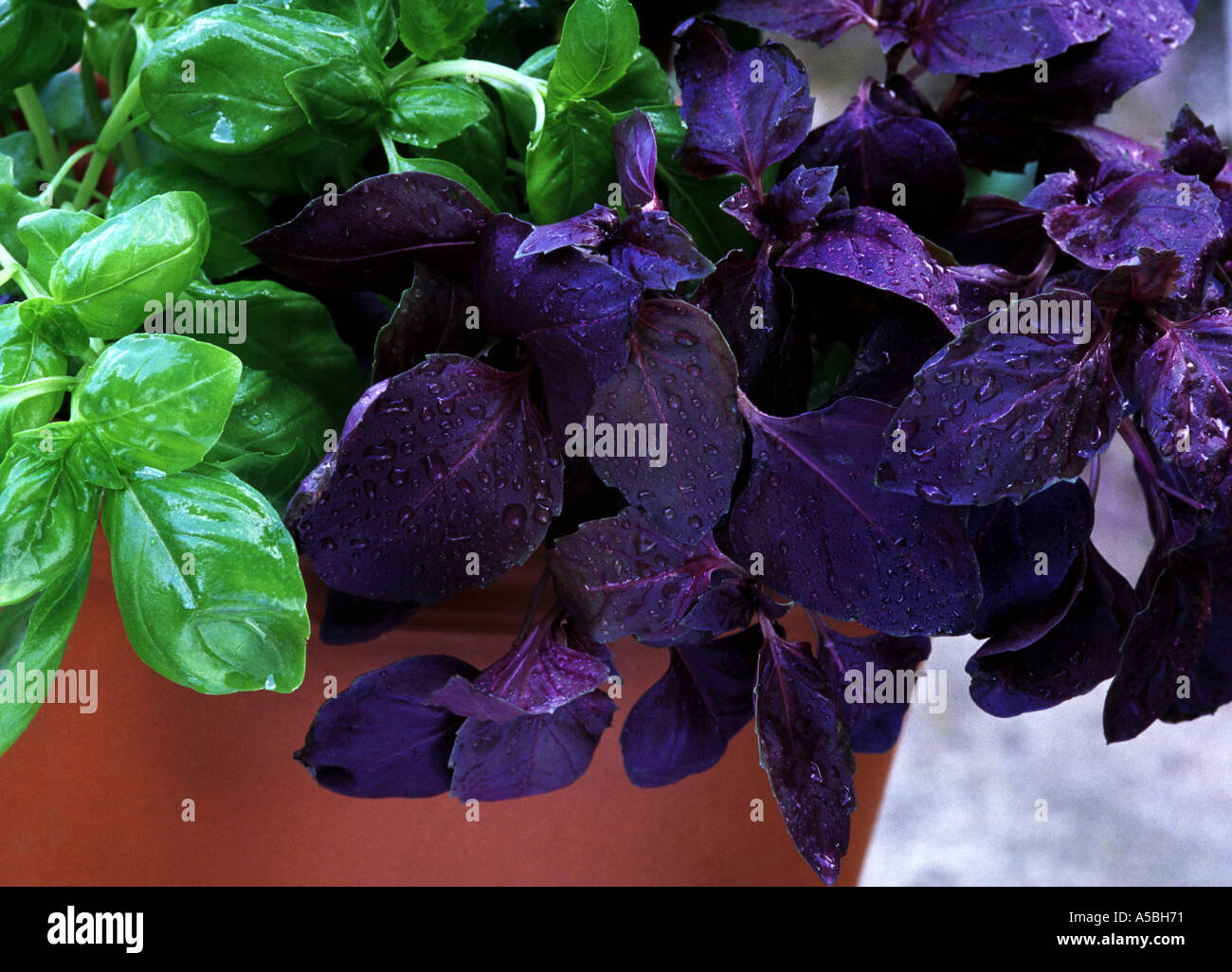 Purple basil in pot hi-res stock photography and images - Alamy