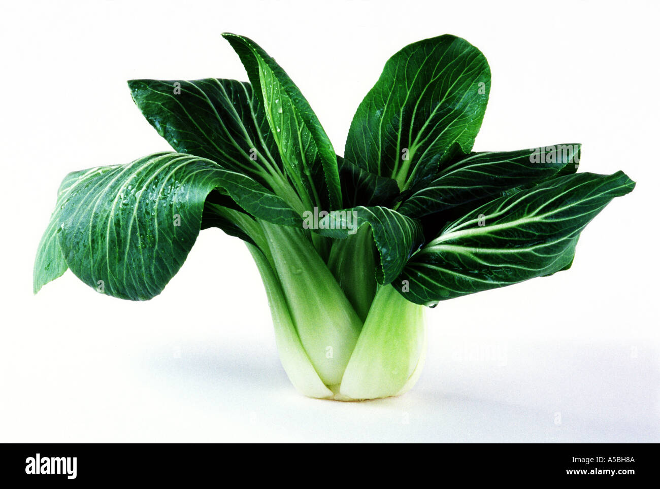 Chinese Vegetable PAK CHOI Food still life Stock Photo - Alamy