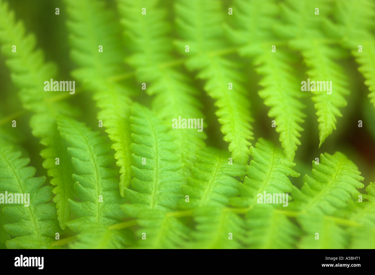 Ferns. Isle of Skye, Scotland Stock Photo - Alamy