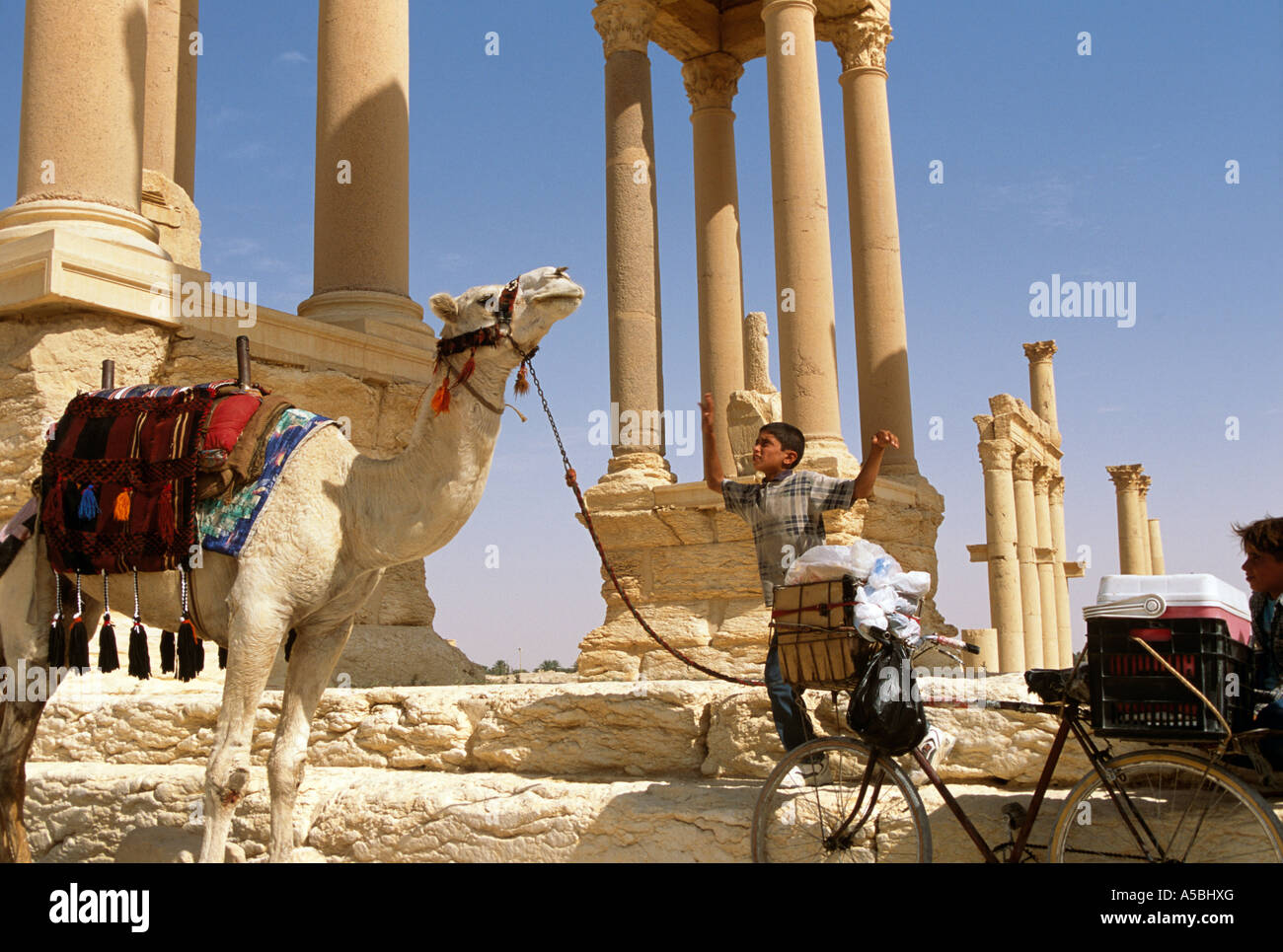 Boy playing with camel, Roman ruins, Palmyra, Syria Stock Photo - Alamy