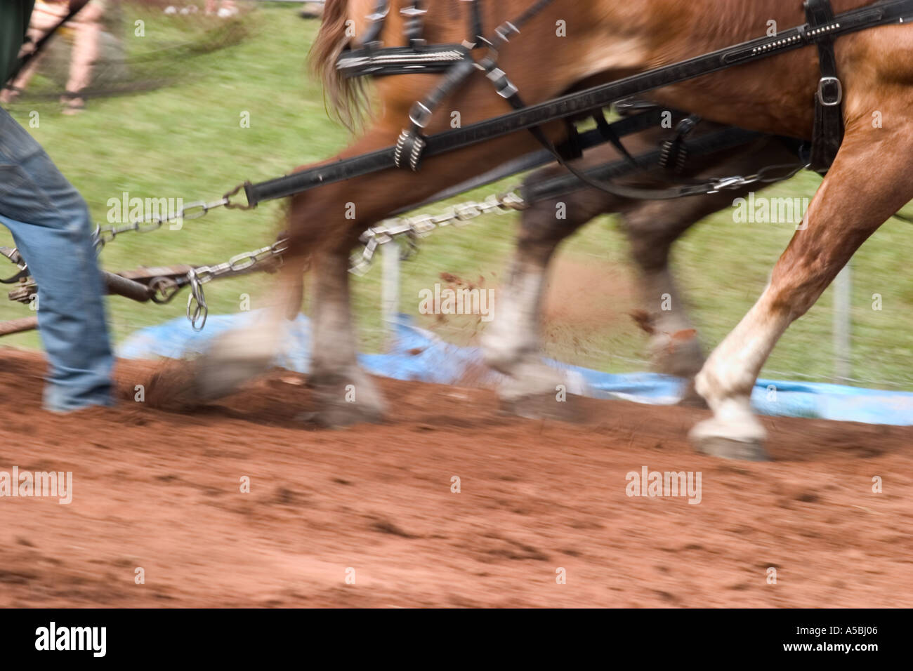 Horses at a fair competing in a horse pulling contest Stock Photo - Alamy