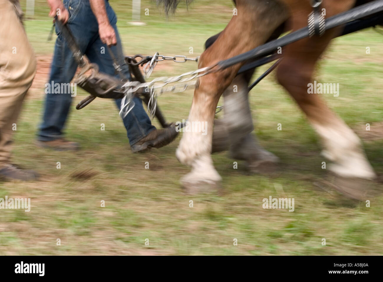 Horses at a fair competing in a horse pulling contest Stock Photo - Alamy