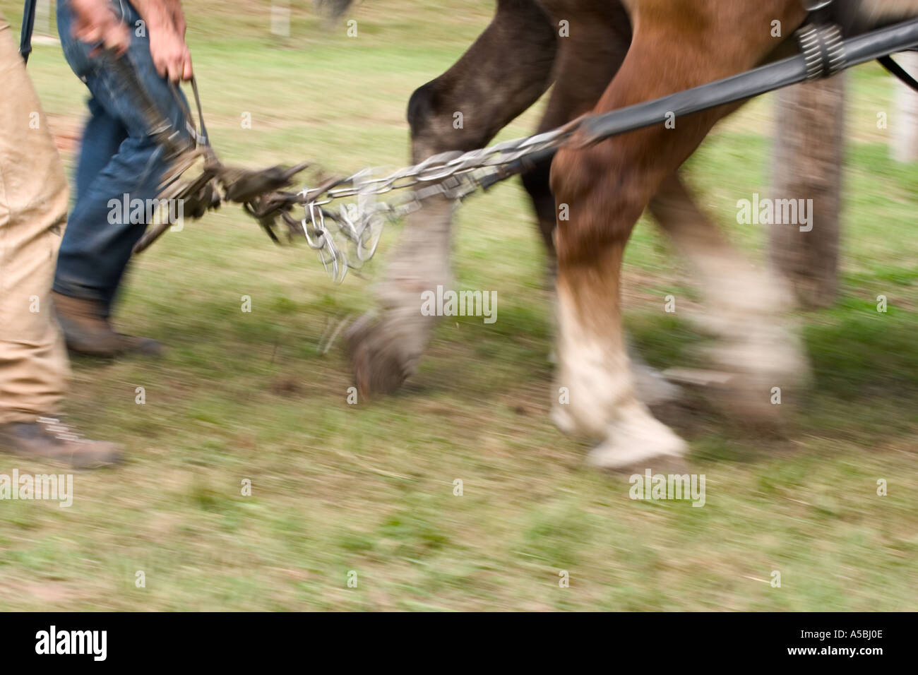 Overworked horses hi-res stock photography and images - Alamy