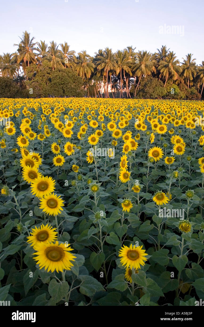 Cultivation of sunflowers in the Indian countryside, Andhra Pradesh ...
