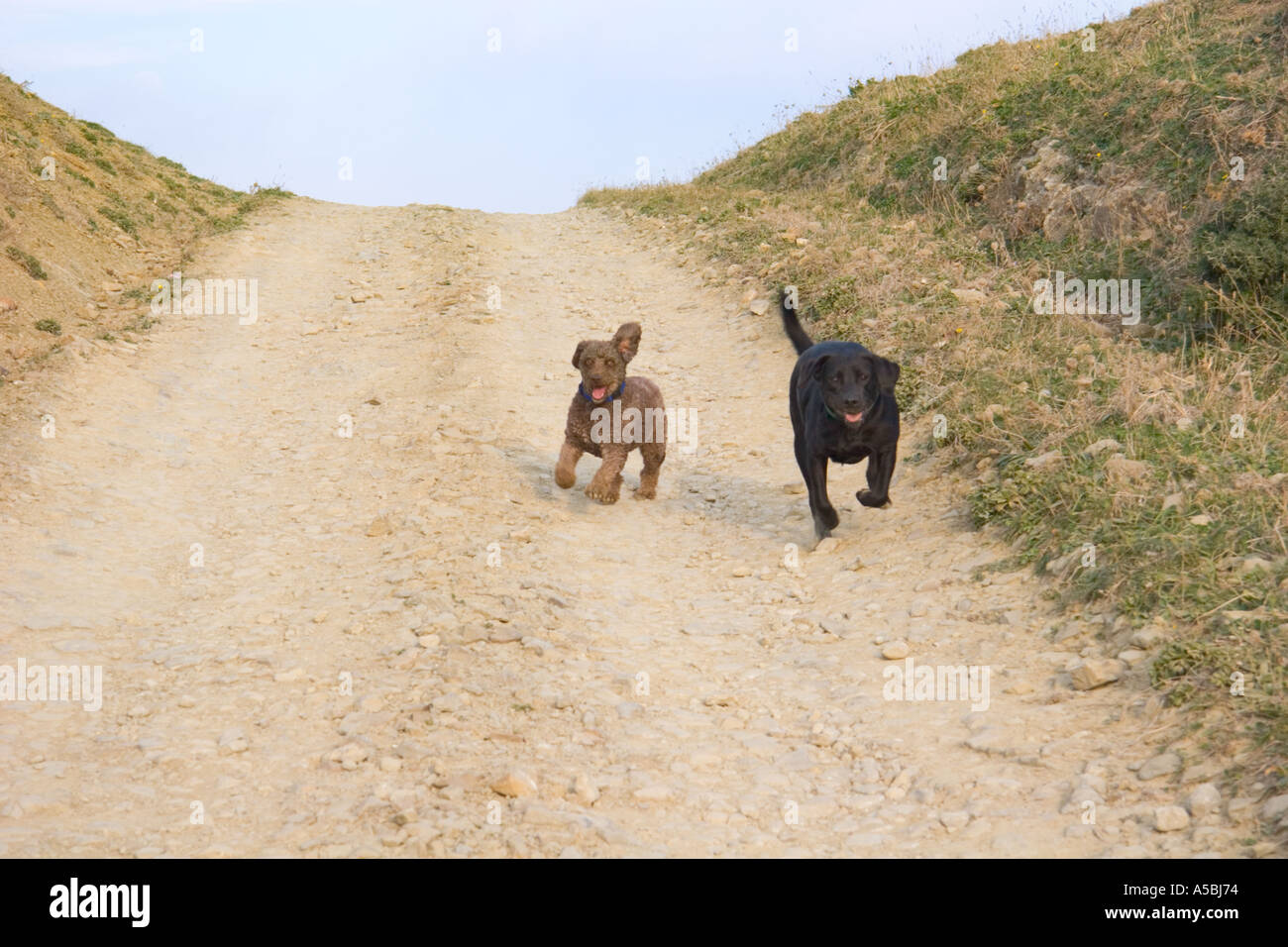 Two running dogs hi-res stock photography and images - Alamy