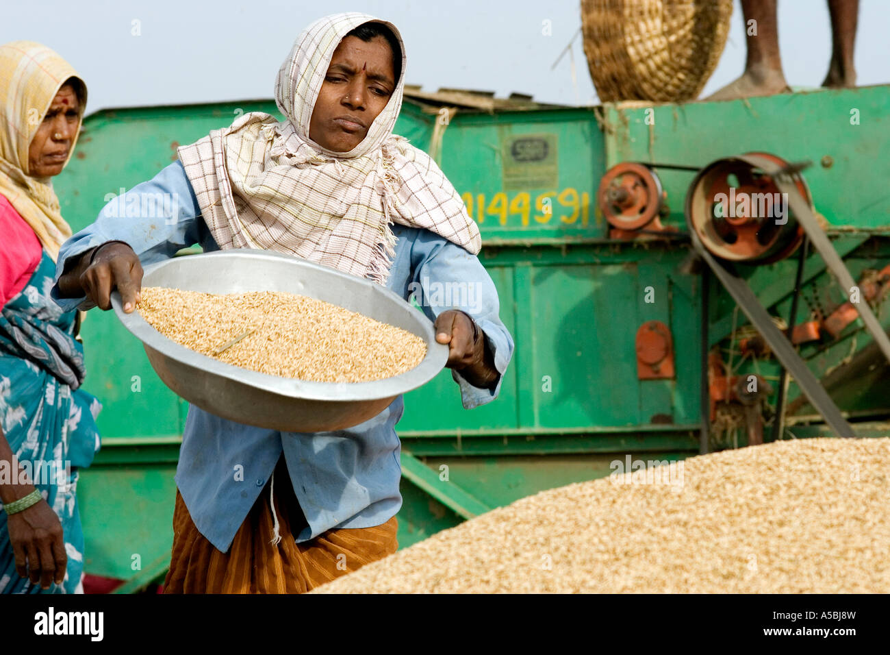 Indian female farm labourer collecting rice infront of farm machinery ...