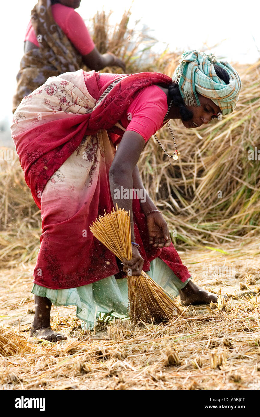 Indian woman farm laborer sweeping up thrashed rice from the cut crop ...