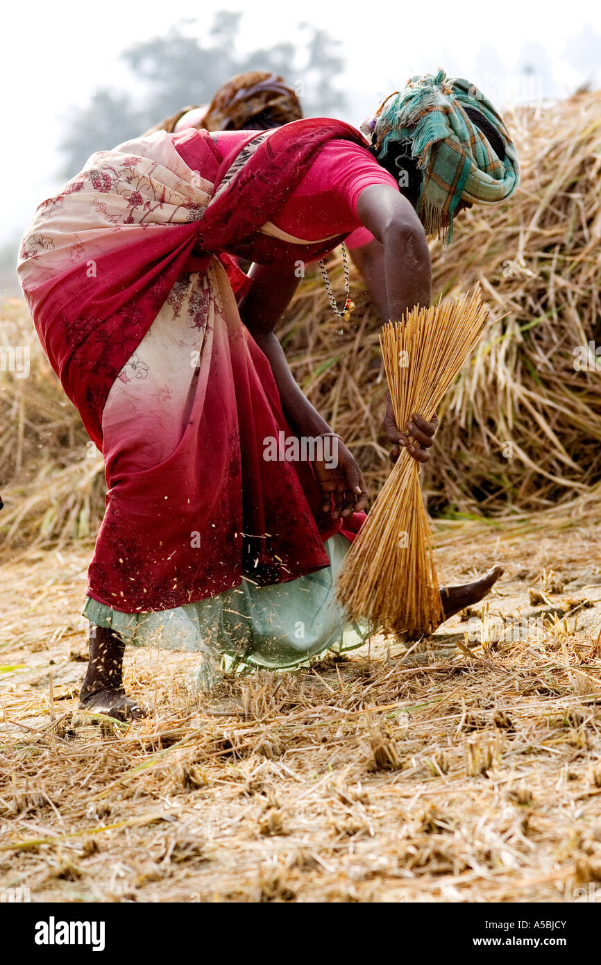 Indian woman farm laborer sweeping up thrashed rice from the cut crop ...