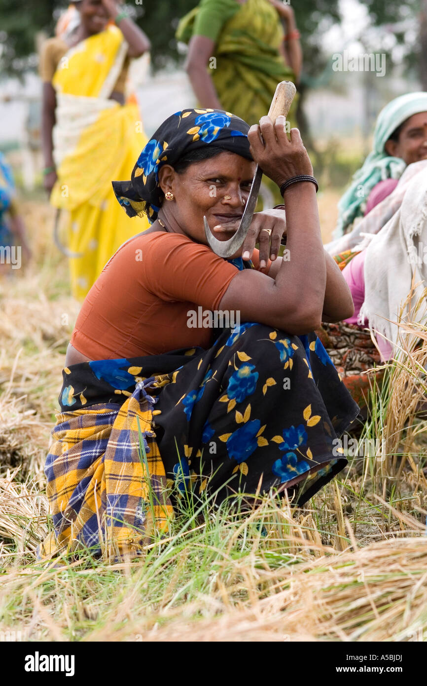 Indian woman farm labourer cutting rice by hand in a paddy field ...