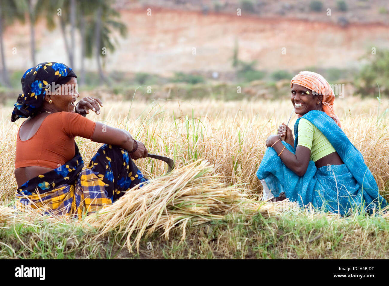 Indian women farm labourers cutting rice by hand in a paddy field ...