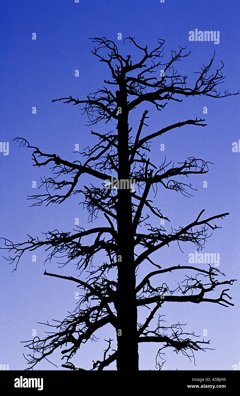 Dead Pine Tree Silhouette