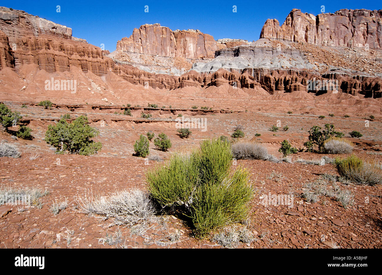 Tumbleweed bush hi-res stock photography and images - Alamy