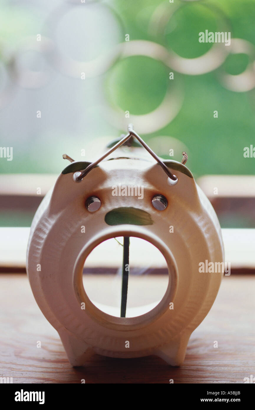 Mosquito pig hi-res stock photography and images - Alamy