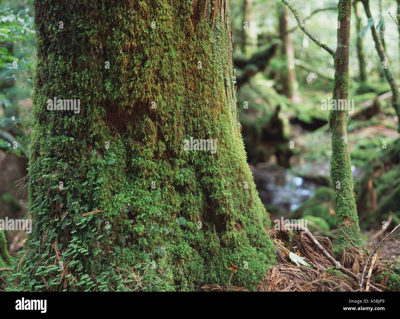 Yakusugi in Shiratani Unsuikyo Yakushima Japan Stock Photo - Alamy