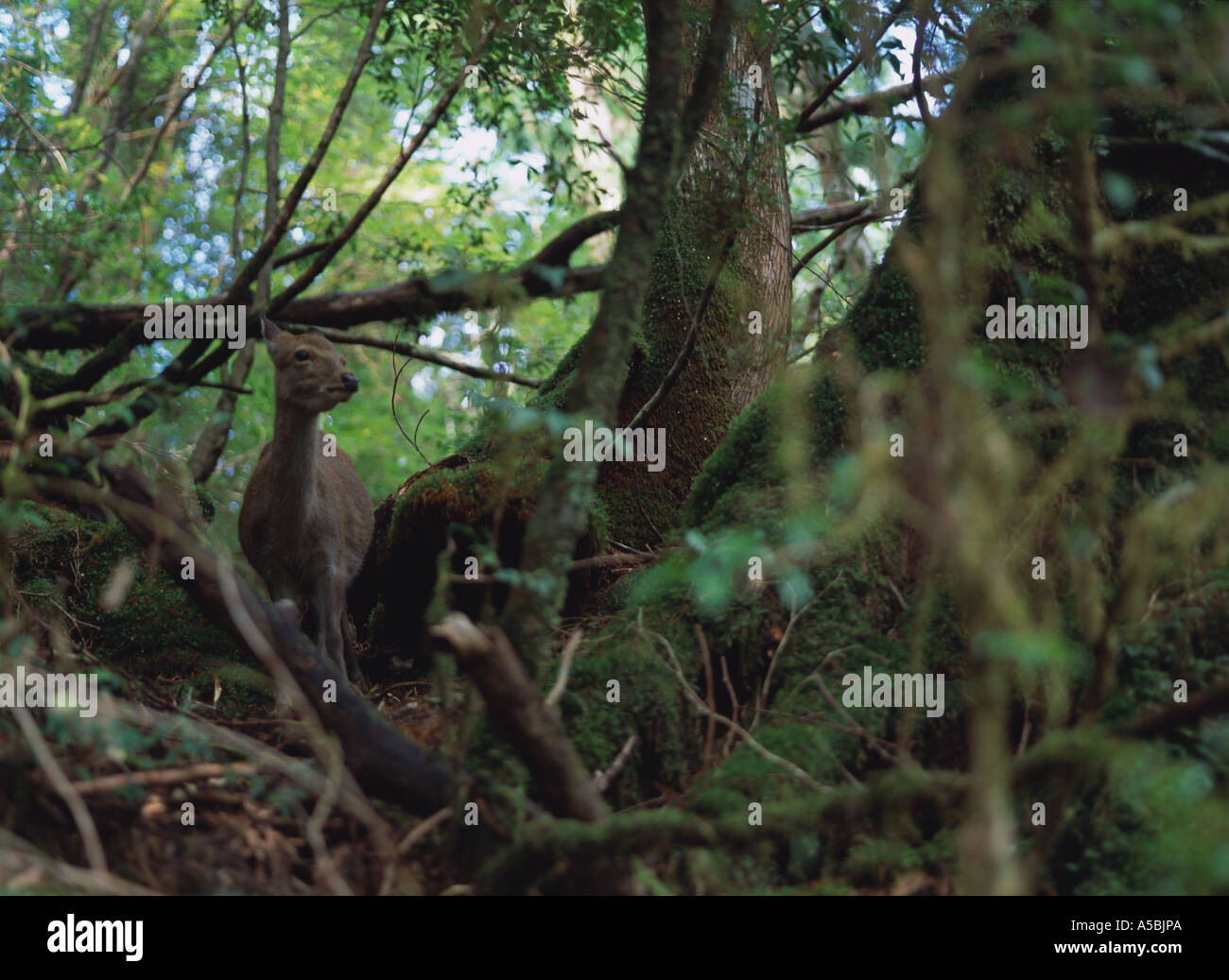 Yaku Deer in Shiratani Unsuikyo Yakushima Japan Stock Photo - Alamy