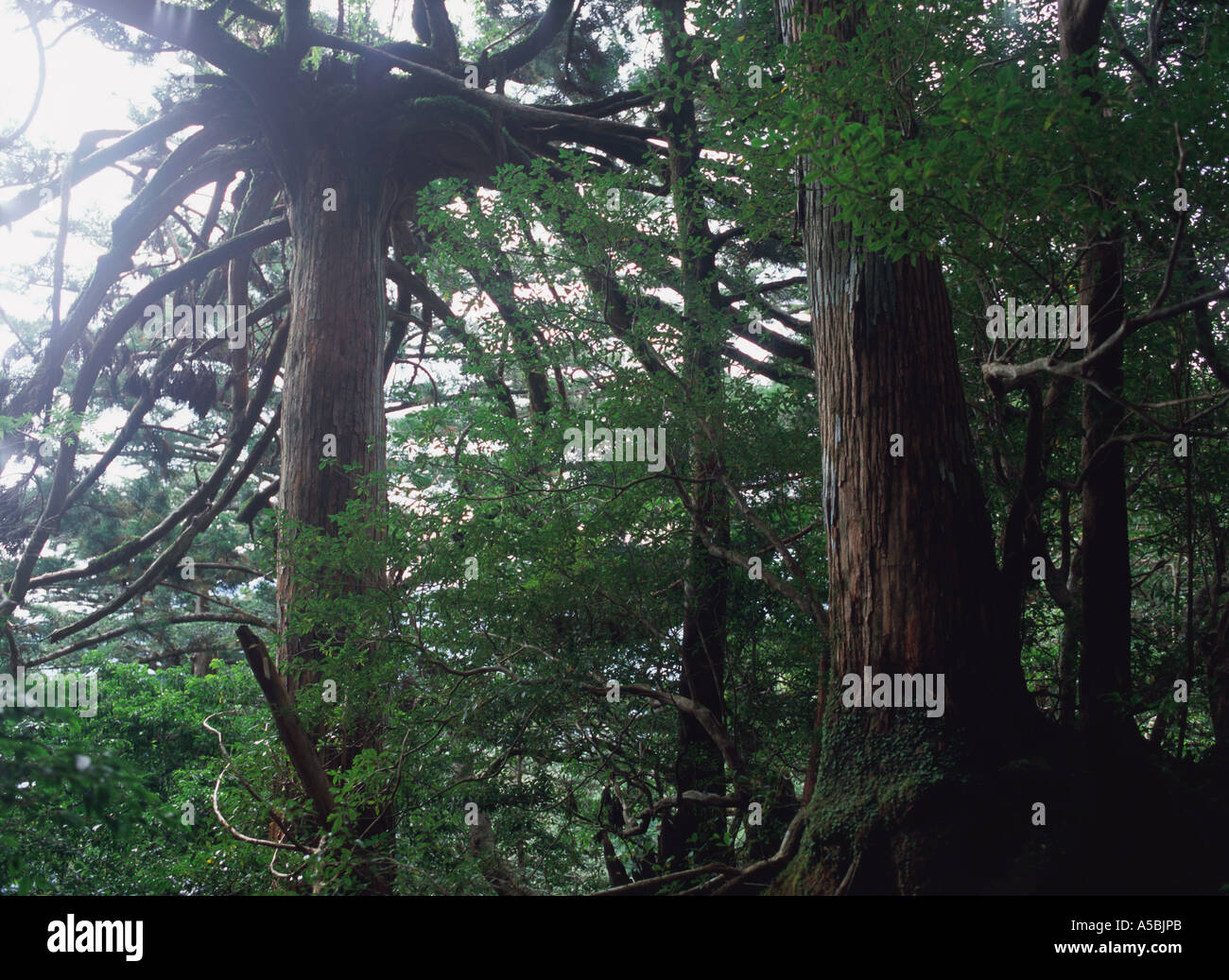 Yakusugi in Shiratani Unsuikyo Yakushima Japan Stock Photo - Alamy