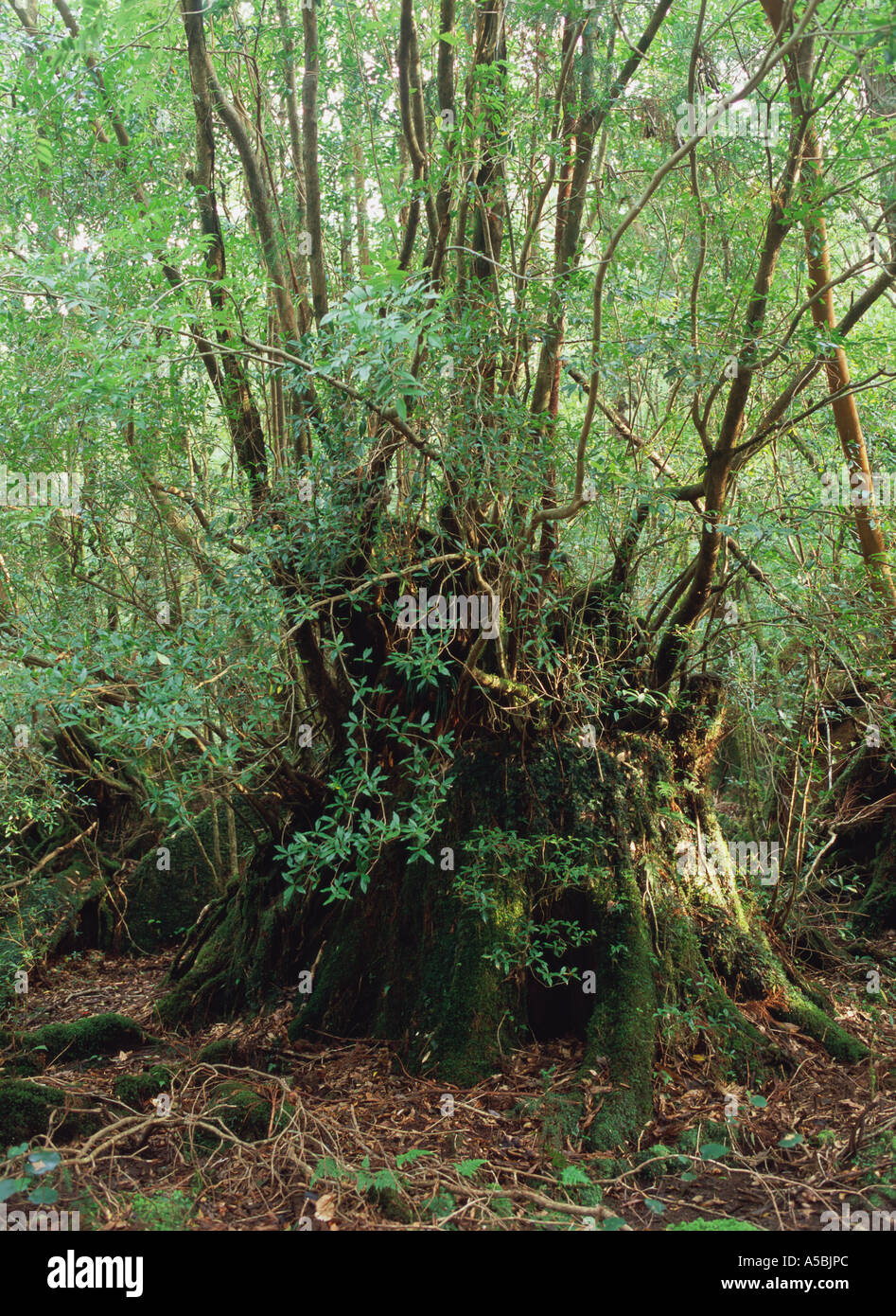 Stump covered by moss Yakushima Japan Stock Photo - Alamy