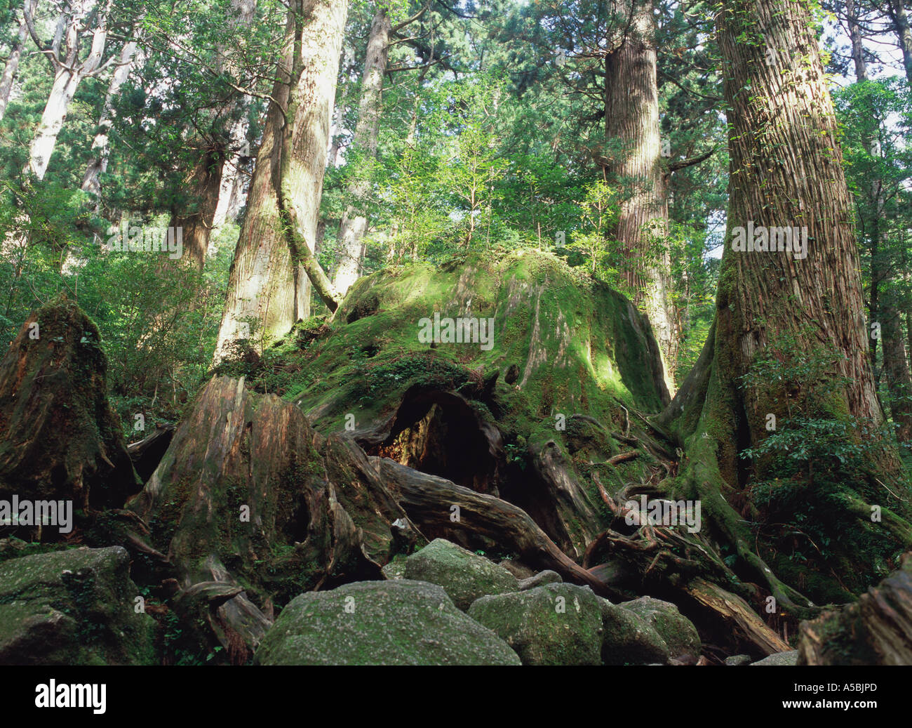 Wilson stump Yakushima Japan Stock Photo - Alamy