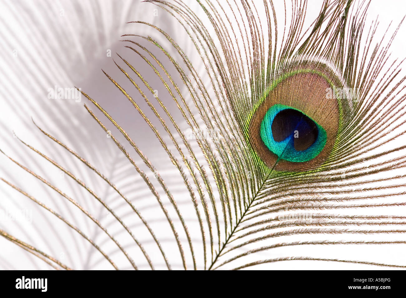 Peacock feather against white background and shadow Stock Photo - Alamy
