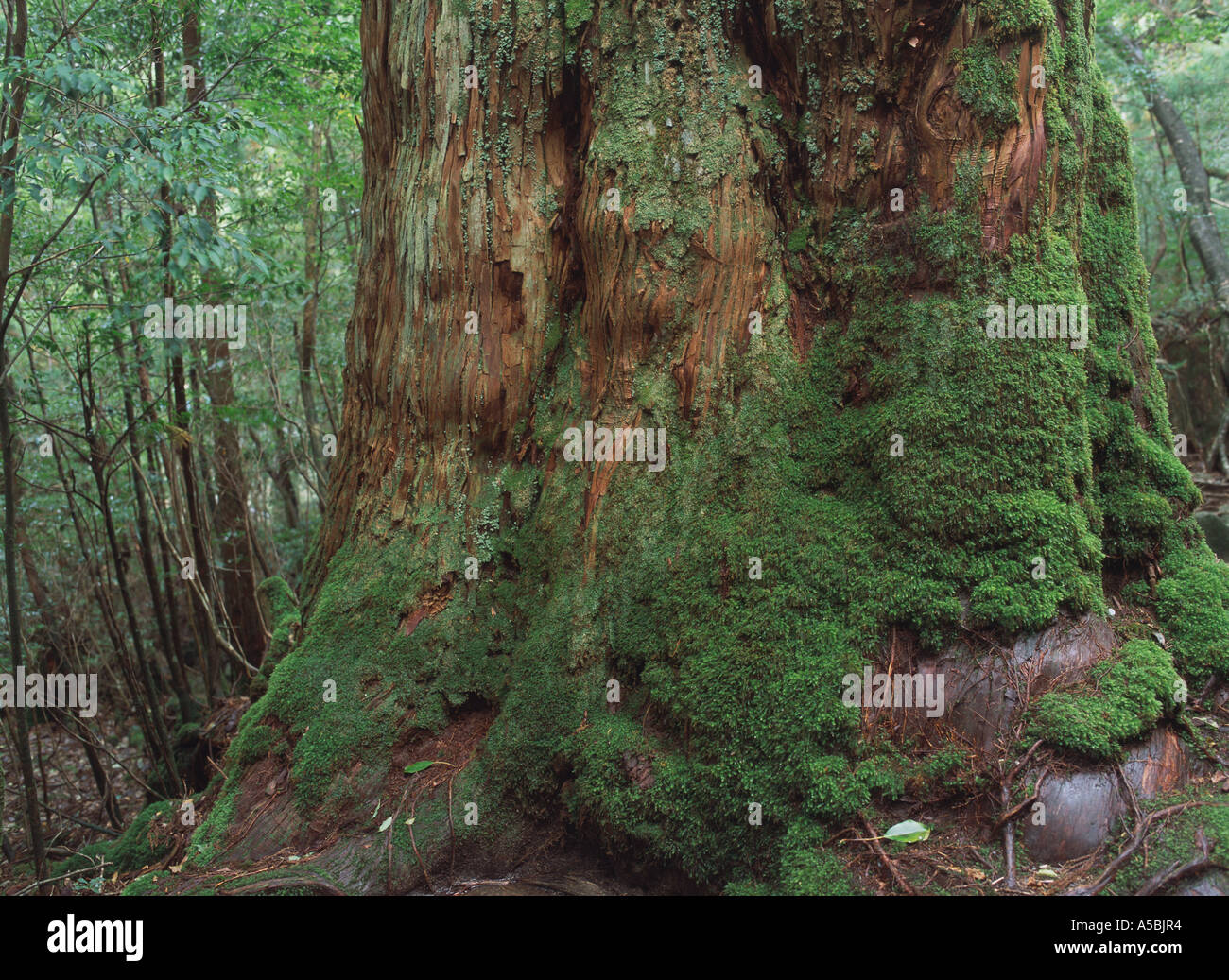 Cedar tree in Yakushima Japan Stock Photo - Alamy