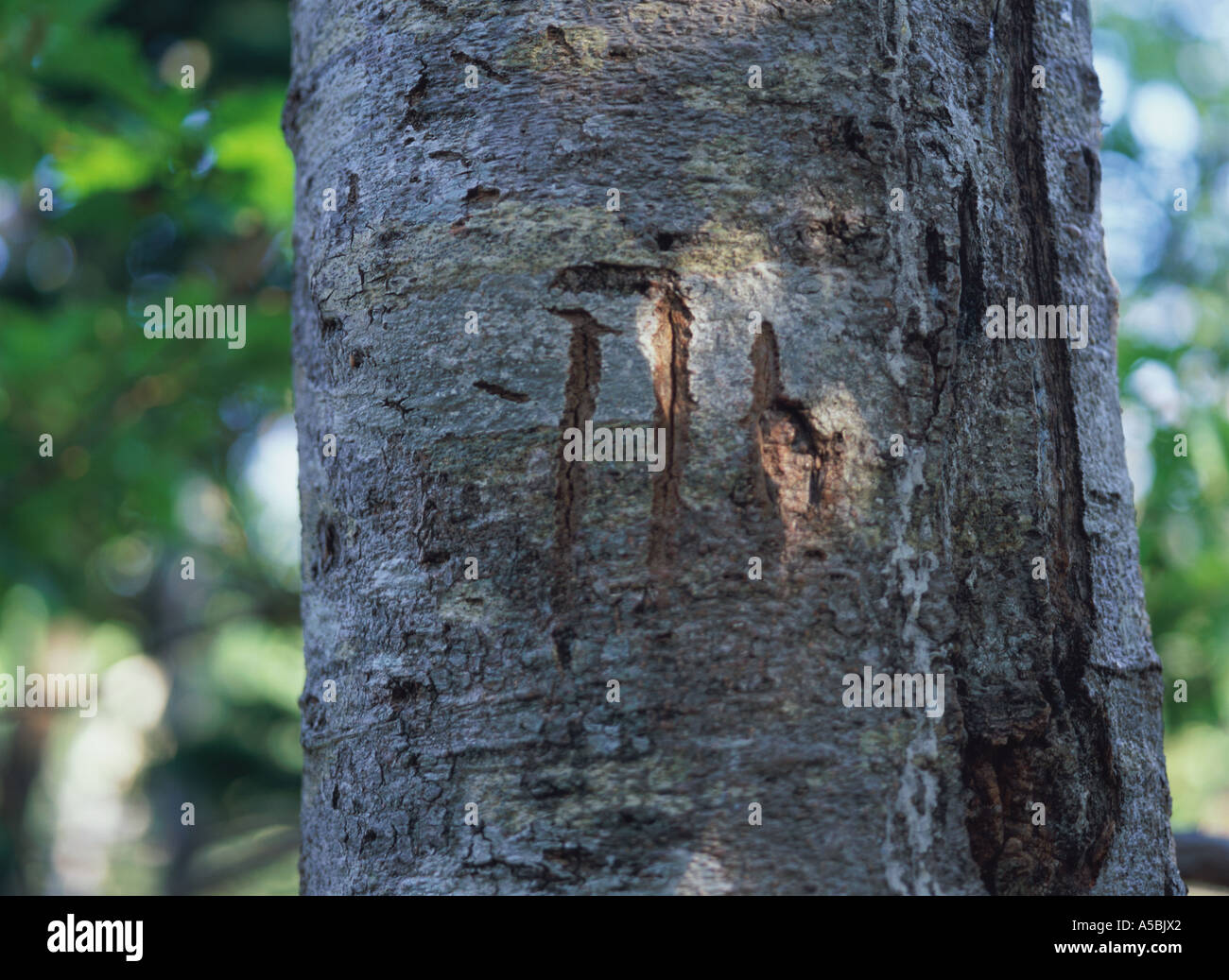 Claw mark hi-res stock photography and images - Alamy