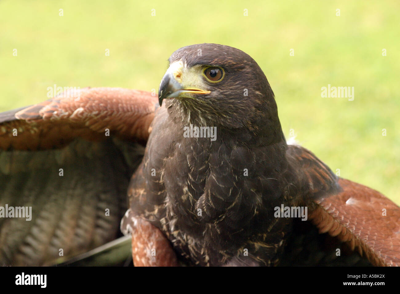 Harris hawk uk hi-res stock photography and images - Alamy