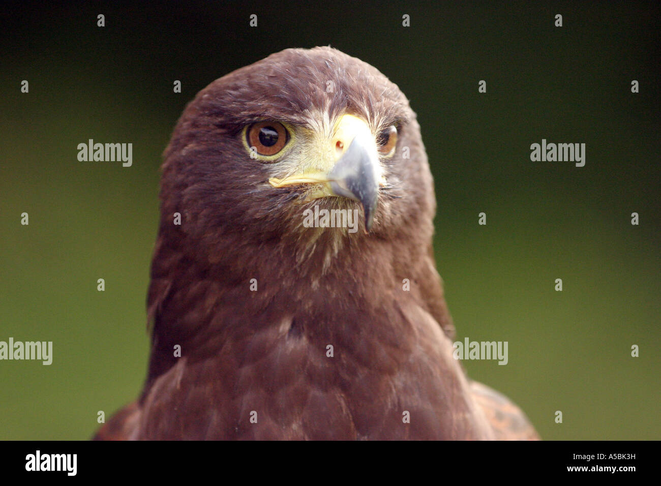 Harris hawk and talons hi-res stock photography and images - Alamy
