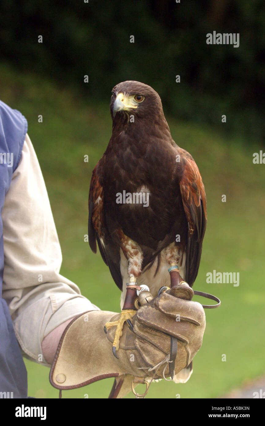 Harris hawk on a gauntlet Stock Photo - Alamy