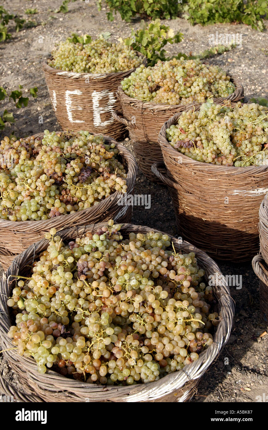 Santorini grapes hi-res stock photography and images - Alamy