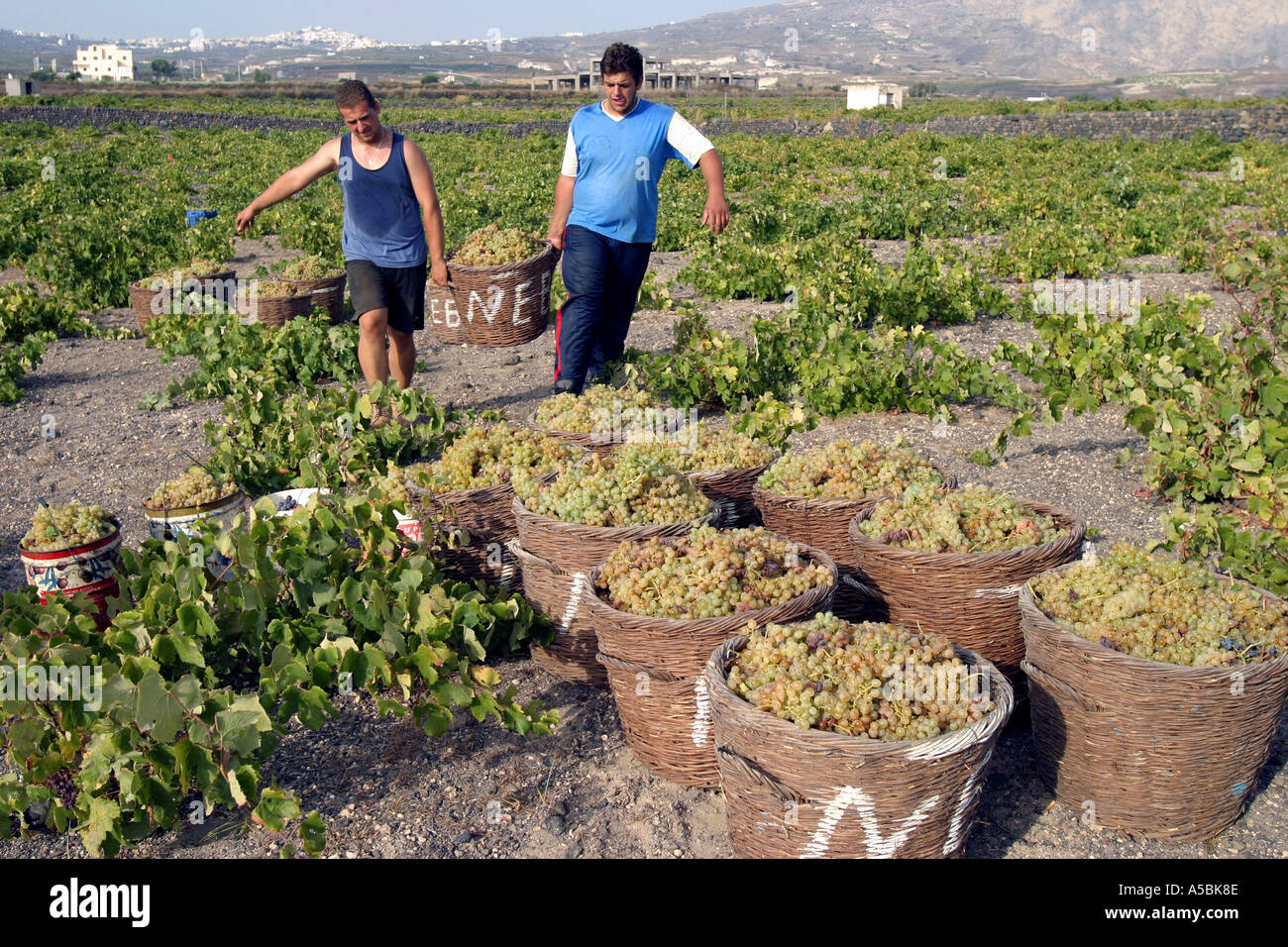 Santorini grapes hi-res stock photography and images - Alamy
