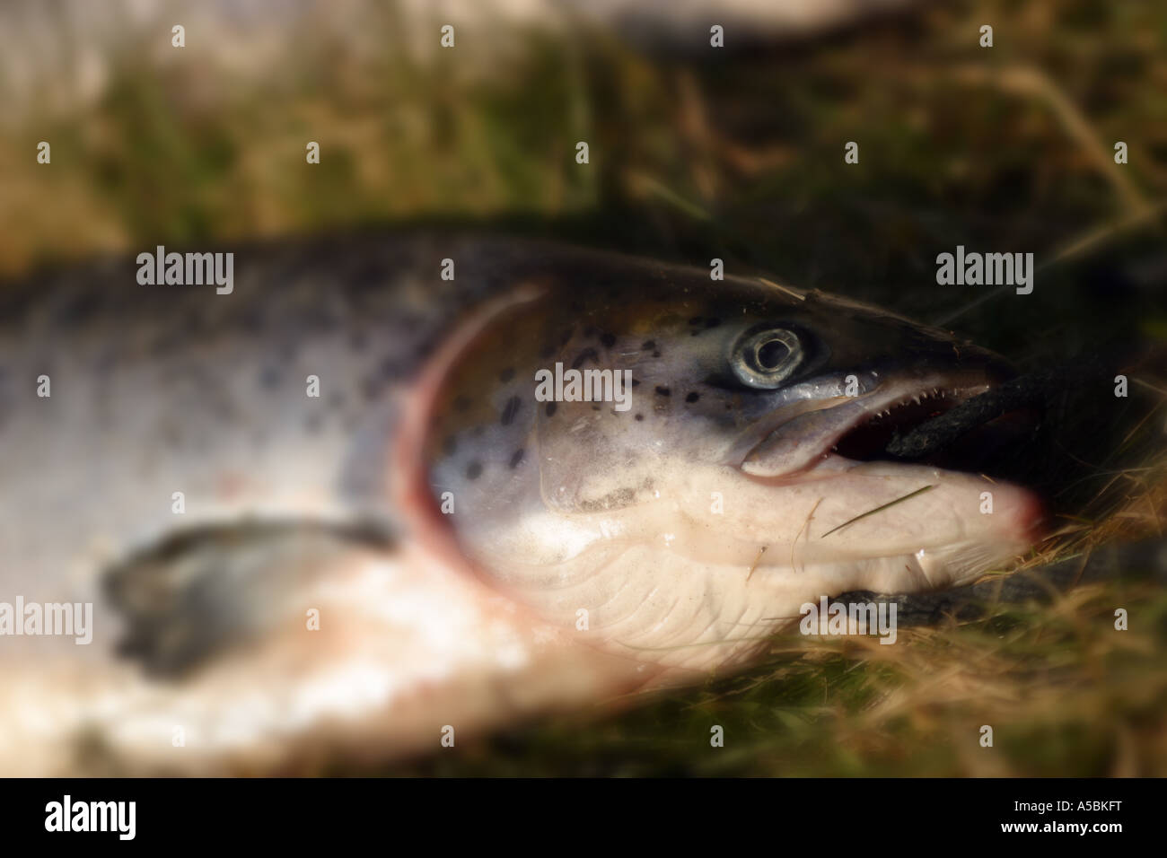 freshly caught salmon Stock Photo - Alamy