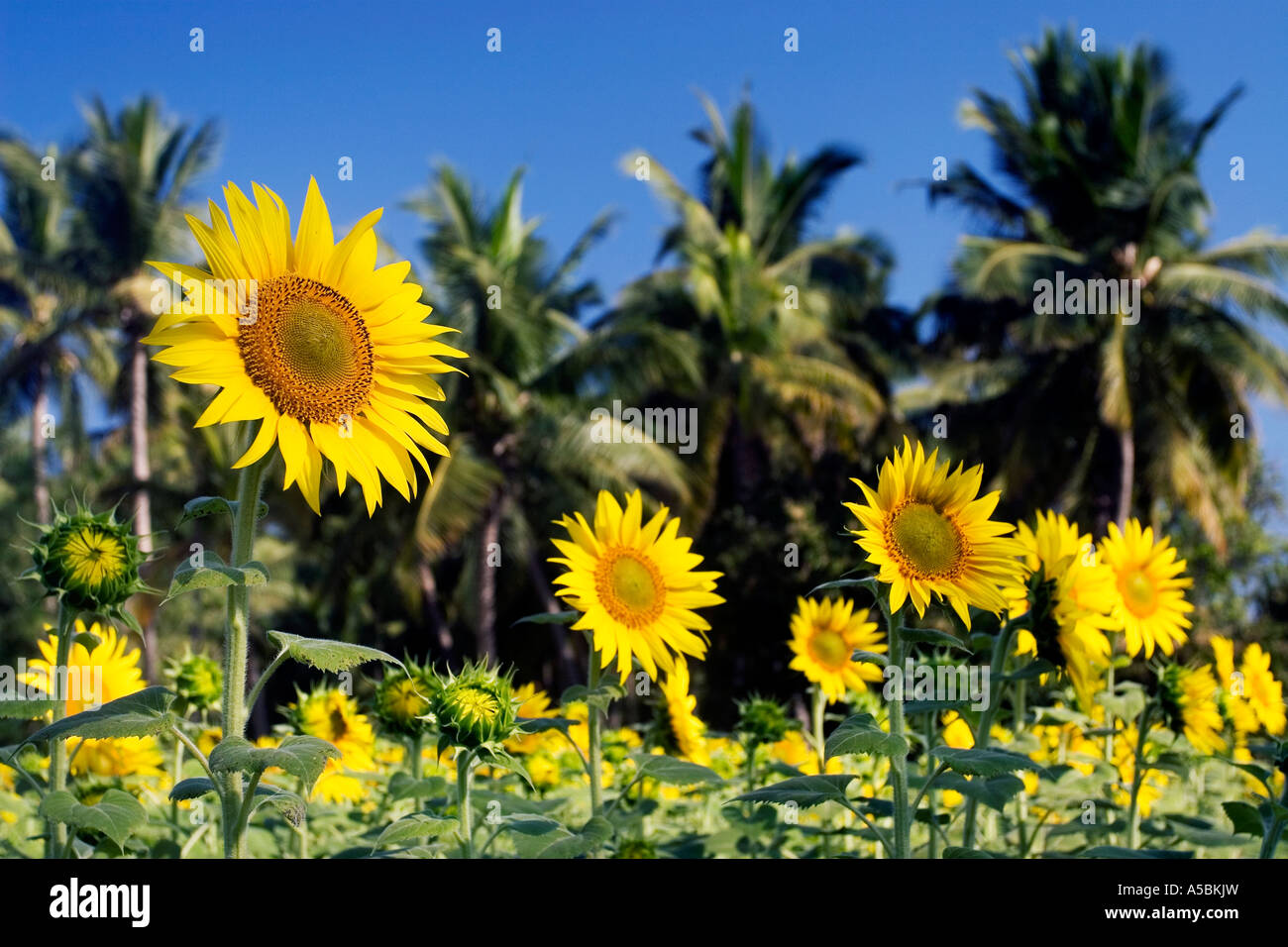 Cultivation of sunflowers in the Indian countryside, Andhra Pradesh ...