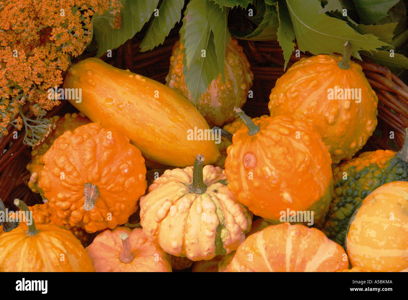 Colourful collection of pumpkins Stock Photo - Alamy