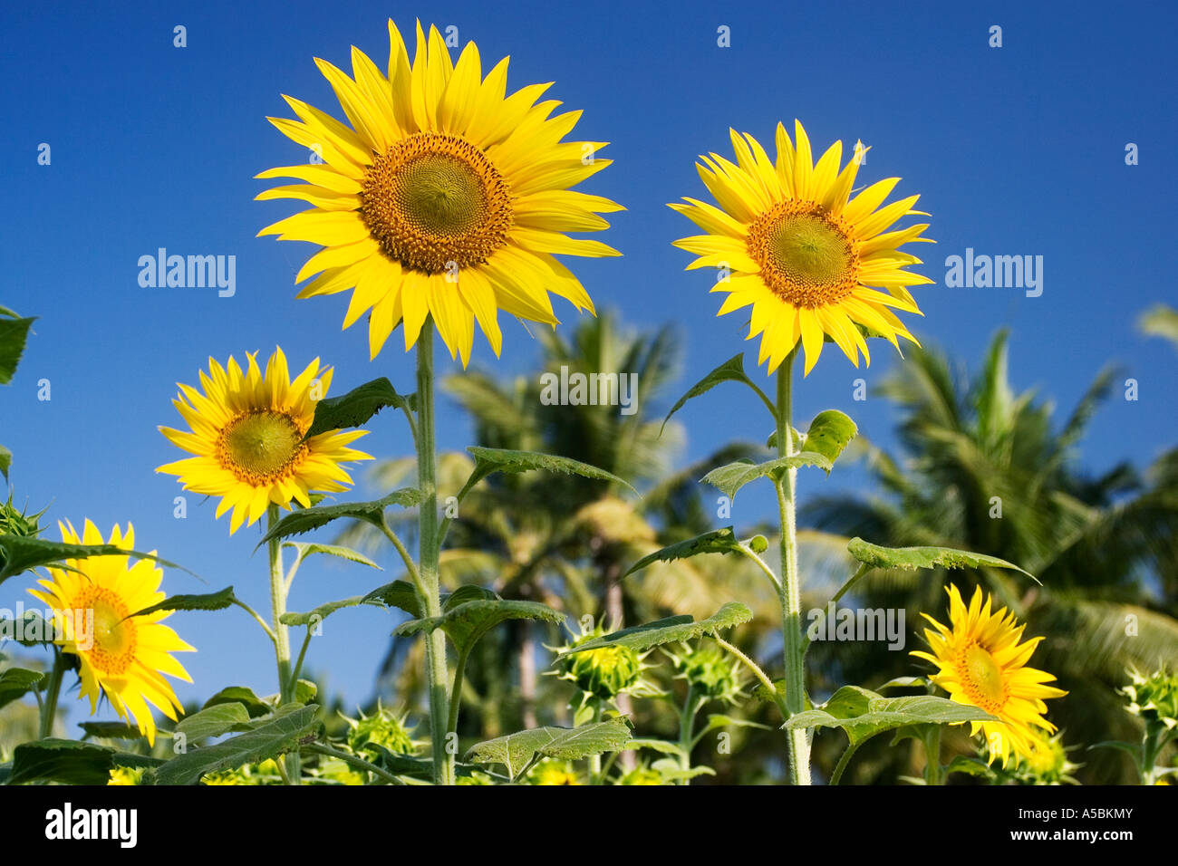 Cultivation of sunflowers in the Indian countryside, Andhra Pradesh ...