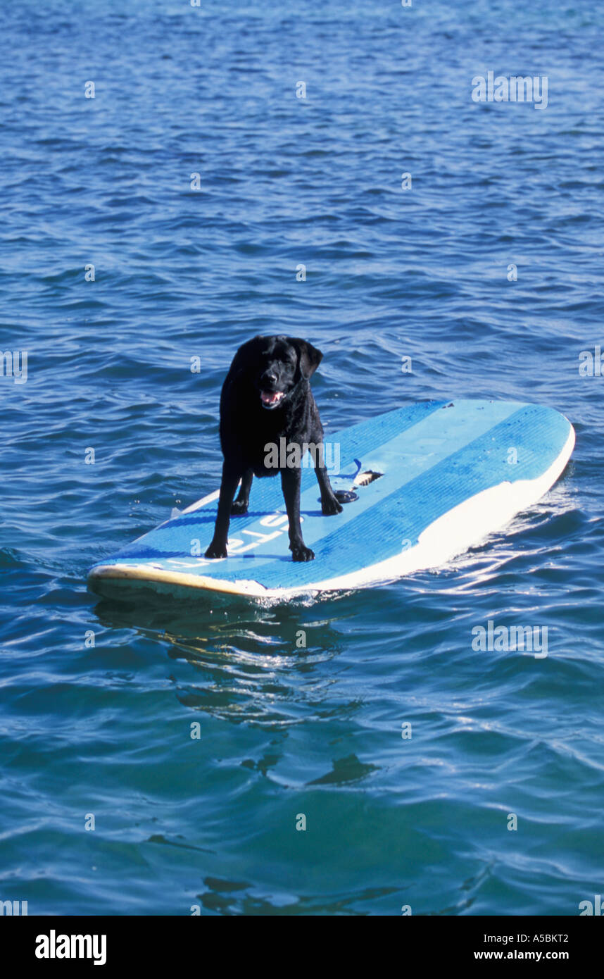 Dog on surfboard hi-res stock photography and images - Alamy
