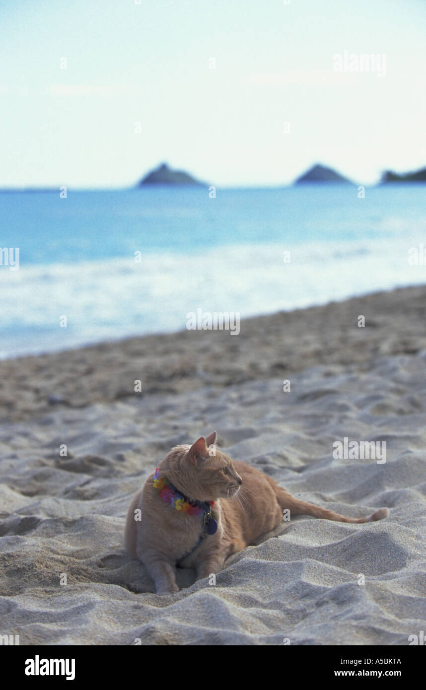 Cat on beach Stock Photo - Alamy