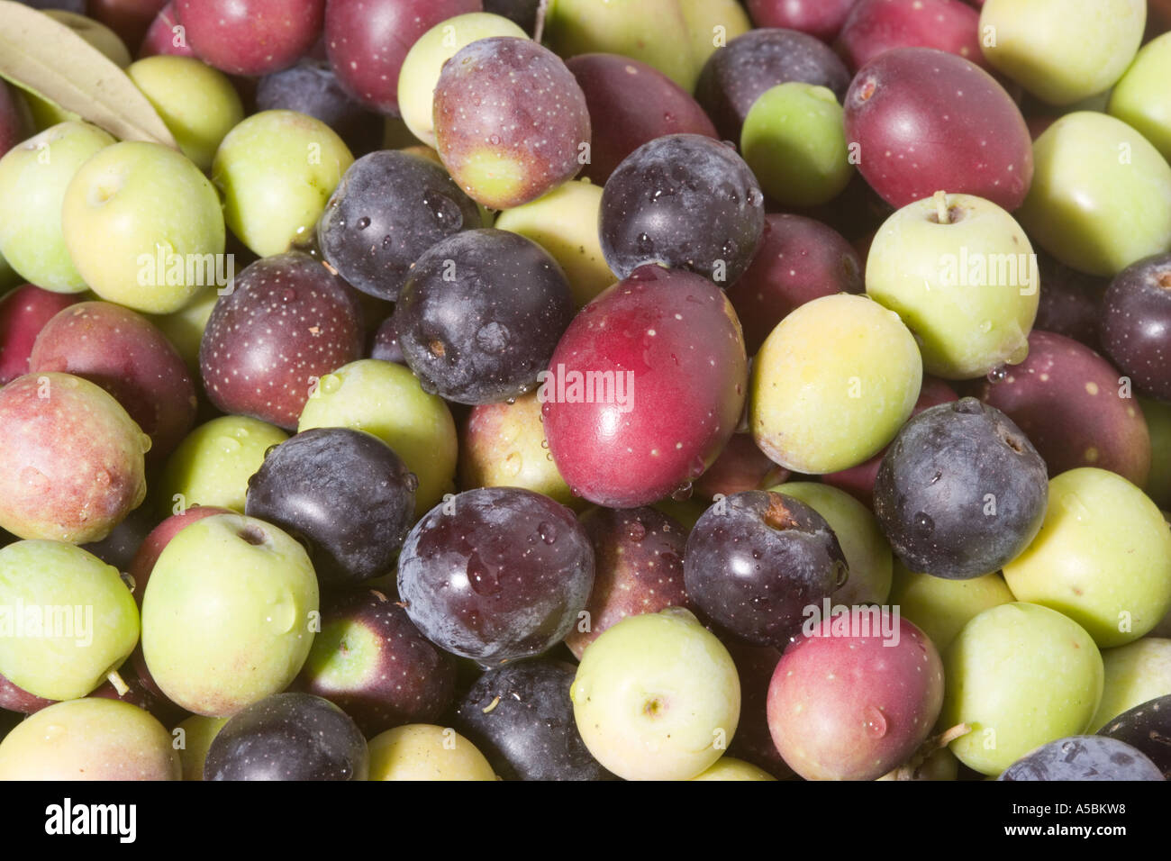 Freshly picked olives of different colours Stock Photo - Alamy
