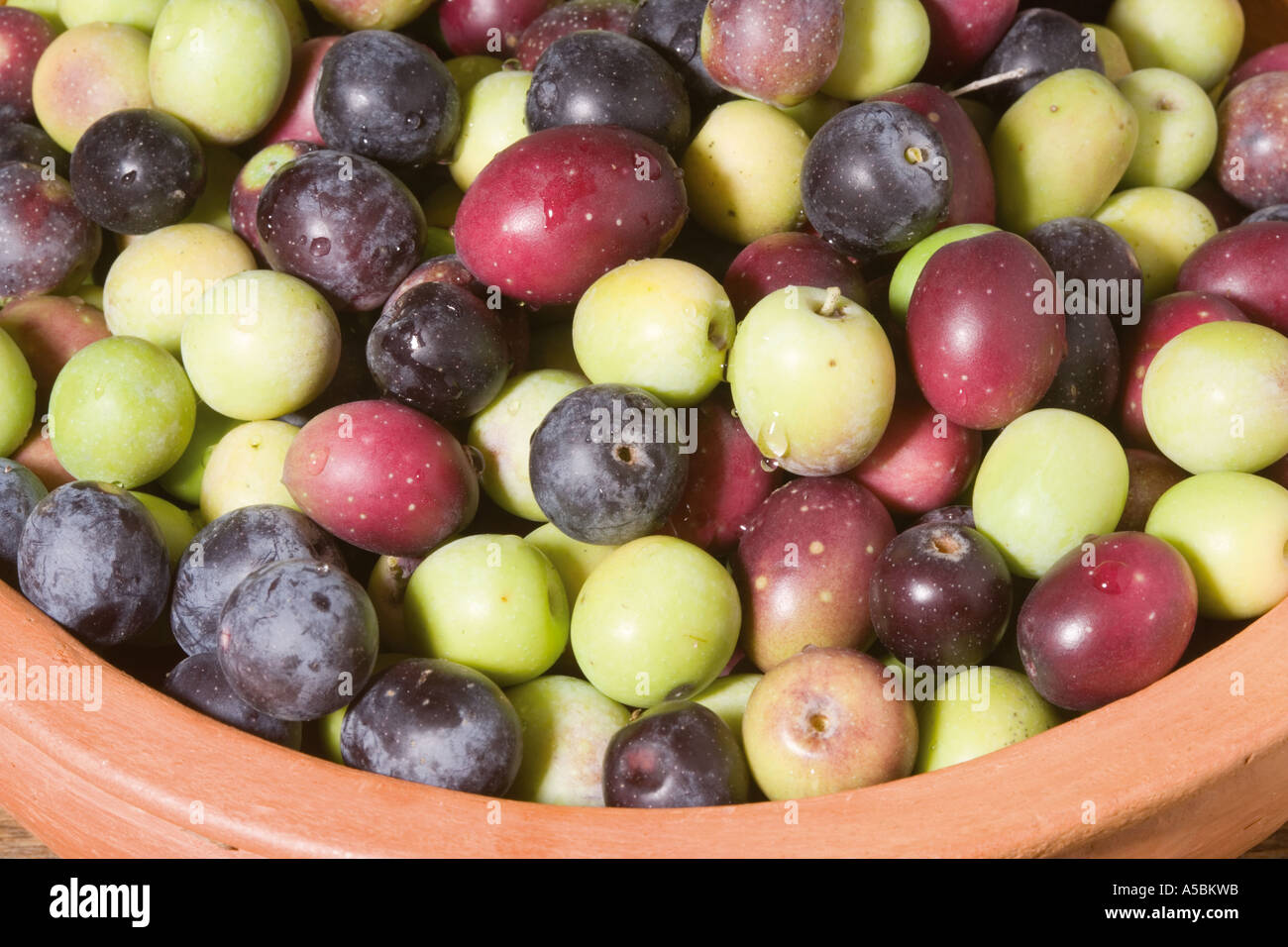 Freshly picked olives of different colours Stock Photo - Alamy