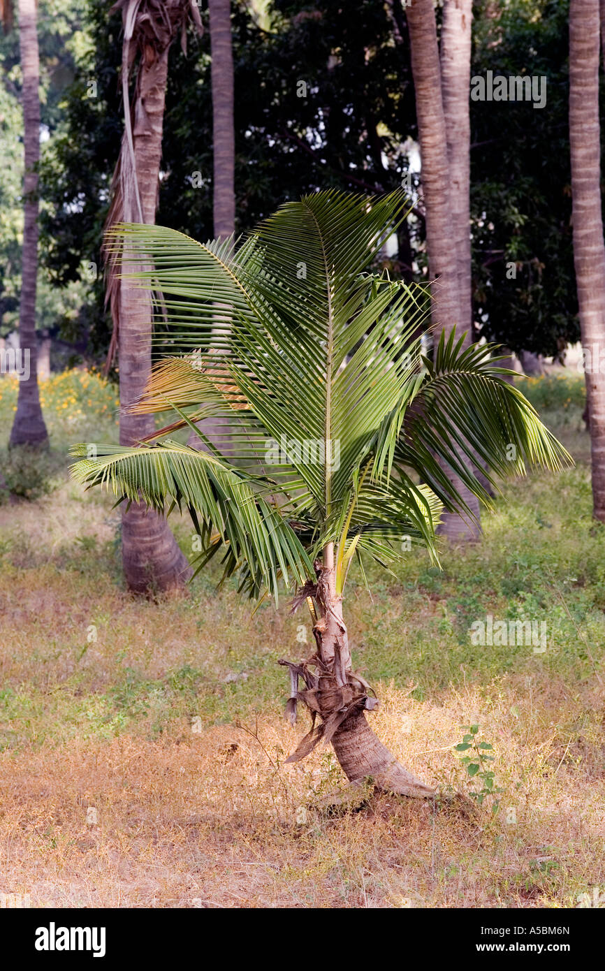 Young coconut palm tree at the edge of a coconut grove. Andhra Pradesh ...
