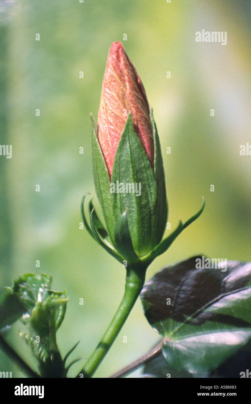 Hibiscus bud portrait hi-res stock photography and images - Alamy