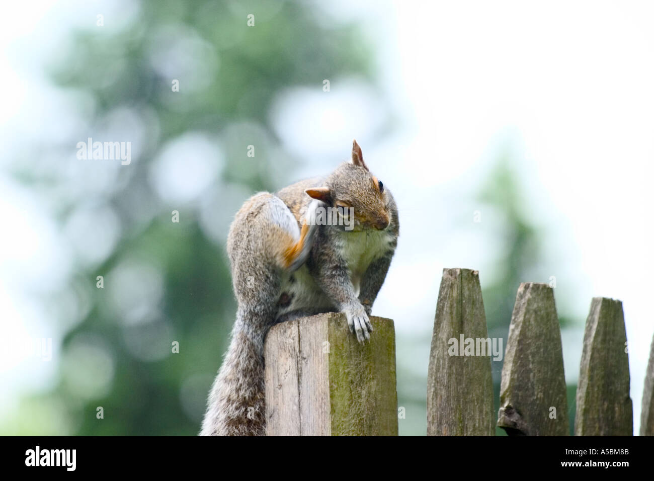 Squirrel sitting on a fence post and scratching himself Stock Photo - Alamy