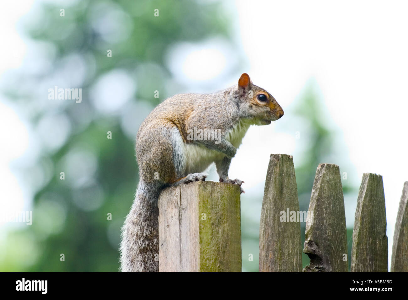 Squirrel sitting on a fence post Stock Photo - Alamy