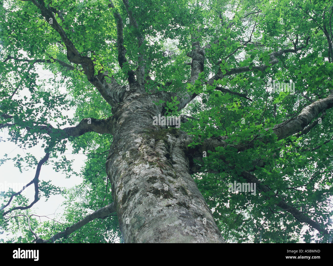 Beech tree in Shirakami Sanchi Japan Stock Photo - Alamy