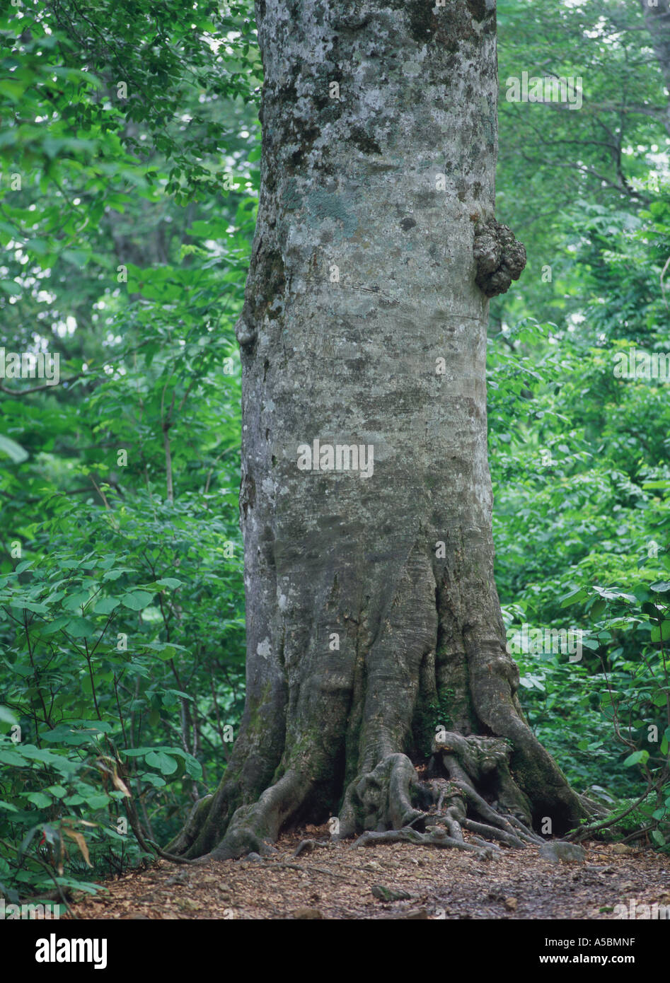 Beech tree in Shirakami Sanchi Japan Stock Photo - Alamy
