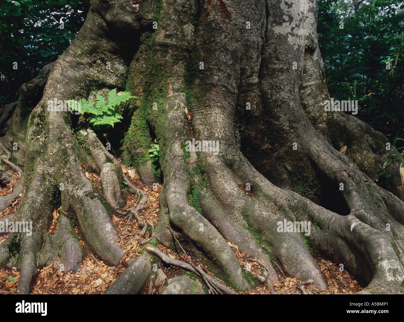 Beech tree in Shirakami Sanchi Japan Stock Photo - Alamy