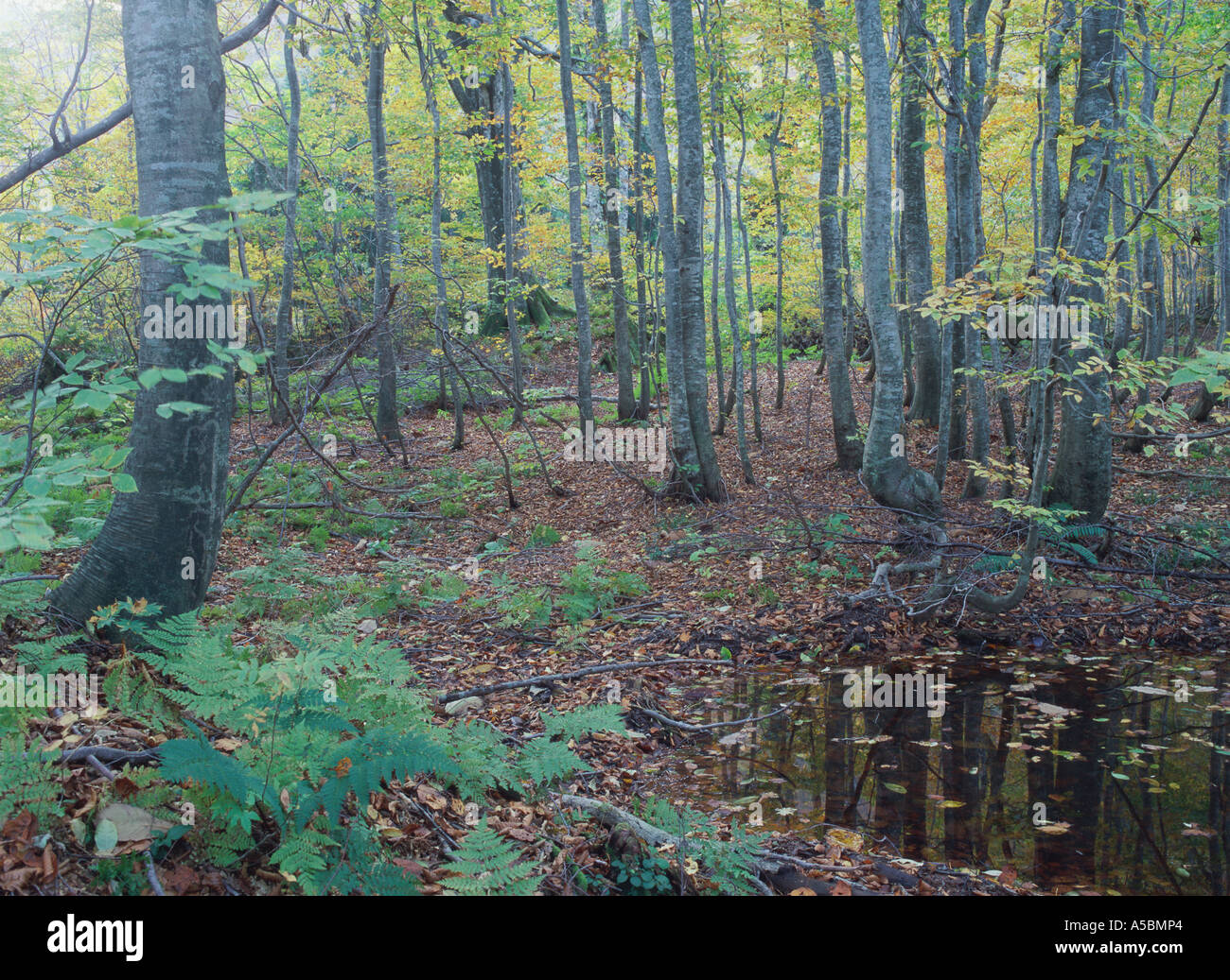 Forest in Shirakami Sanchi Japan Stock Photo - Alamy