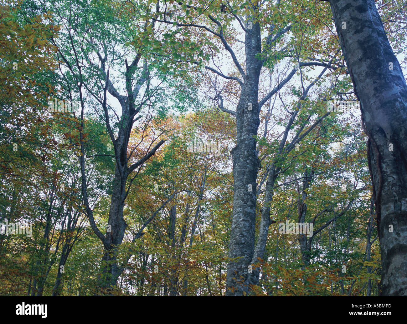 Shirakami sanchi forest, japan hi-res stock photography and images - Alamy