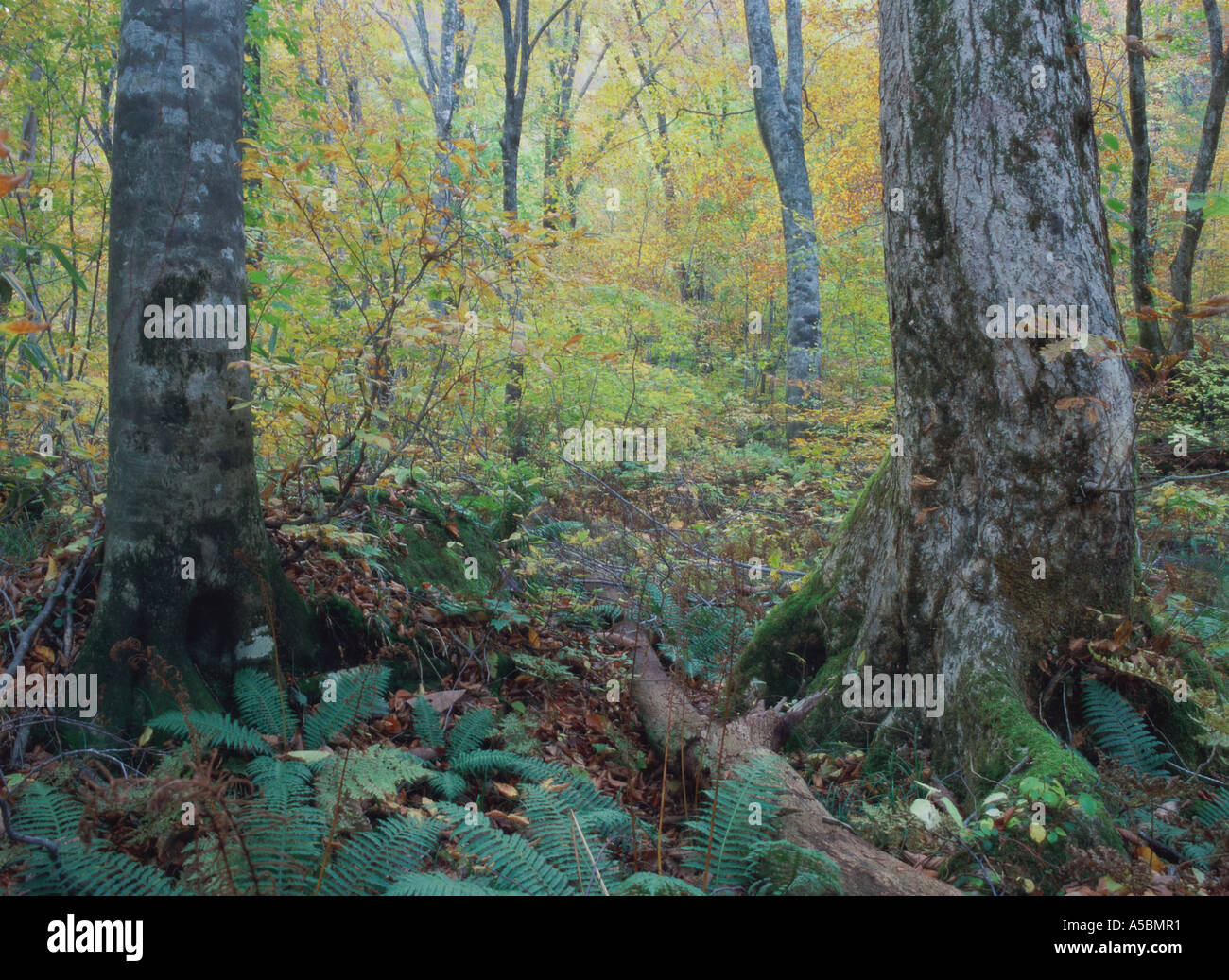 Shirakami sanchi forest, japan hi-res stock photography and images - Alamy