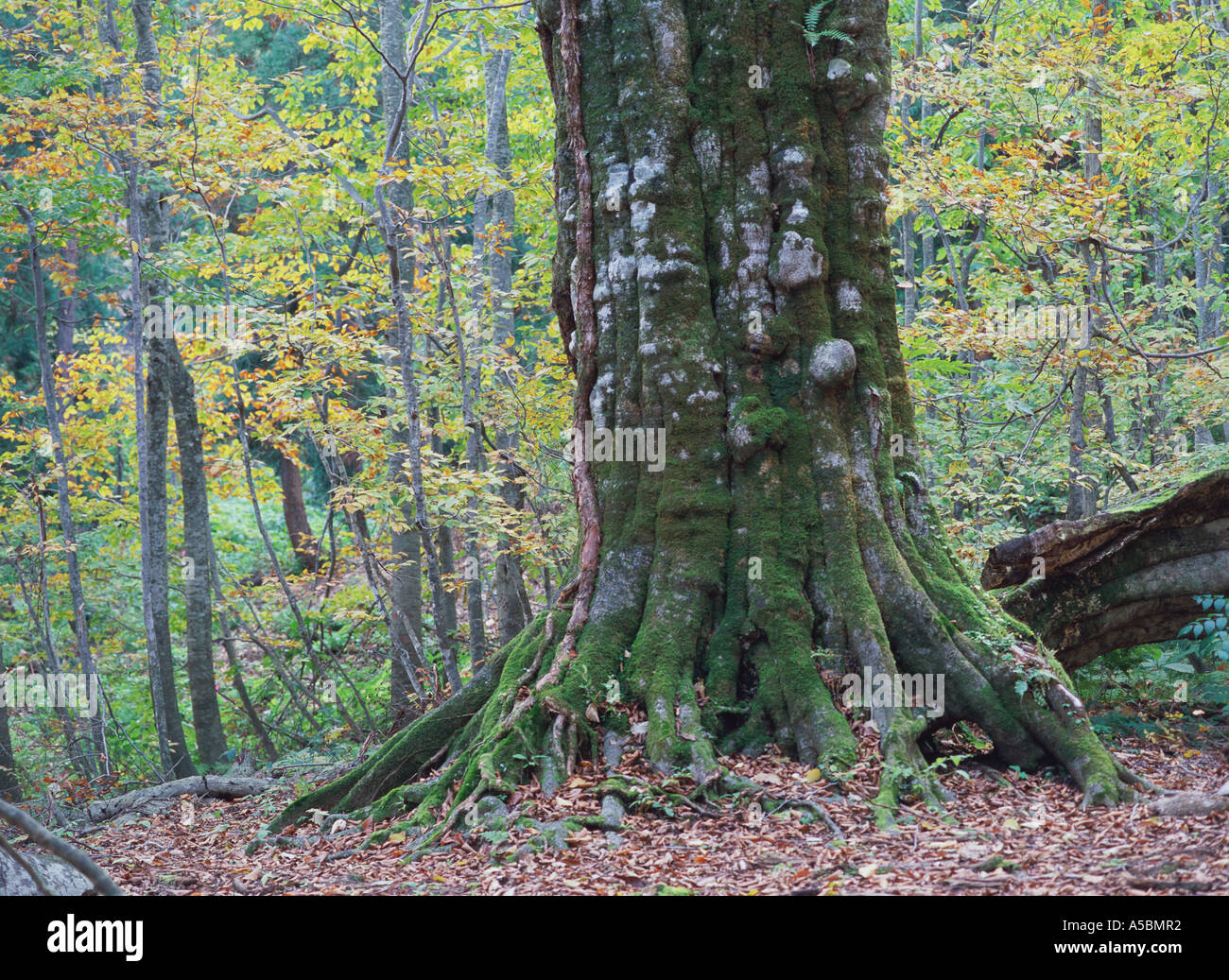 Beech tree forest in Shirakami Sanchi Japan Stock Photo - Alamy