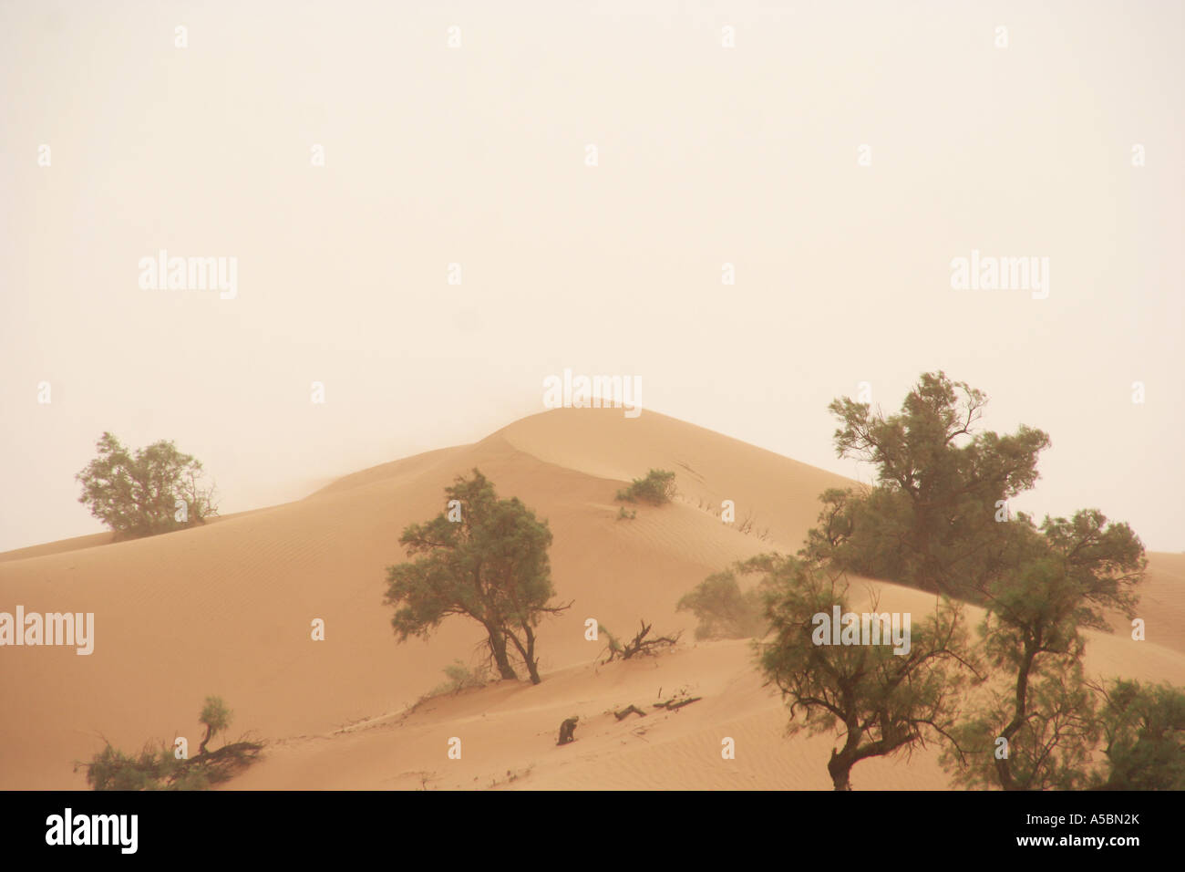 Sand dunes in the Sahara Desert, Morocco Stock Photo - Alamy